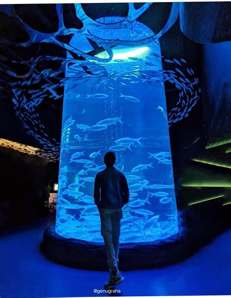 Ada Aquarium Di Dalam Mall Kunjungi Saja Jakarta Aquarium Safari