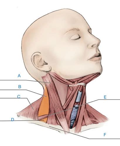 Anatomy Of The Neck Flashcards Quizlet