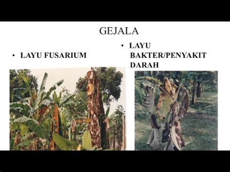 Pengendalian Penyakit Layu Bakteri Fusarium Pada Tanaman Pisang Prof