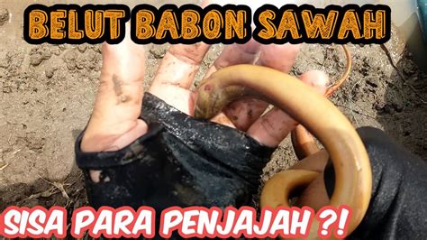 Tak Di Sangkaternyata Masih Ada Belut Babon Yang Tersisa Di Spot