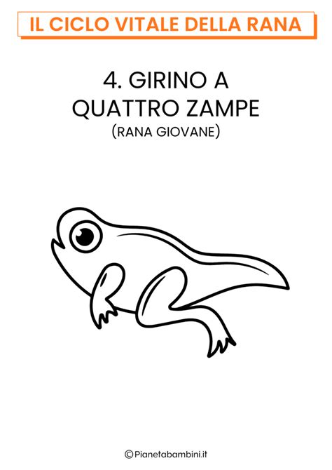 Il Ciclo Vitale Della Rana Da Colorare PianetaBambini It