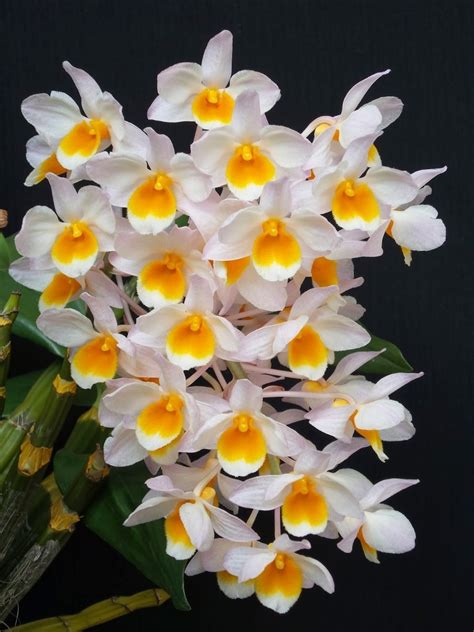 Kit Mudas De Orquidea Dendrobium Especies Lindas Parcelamento Sem Juros