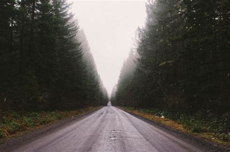 Free Images Tree Forest Light Fog Mist Street Sunlight Morning
