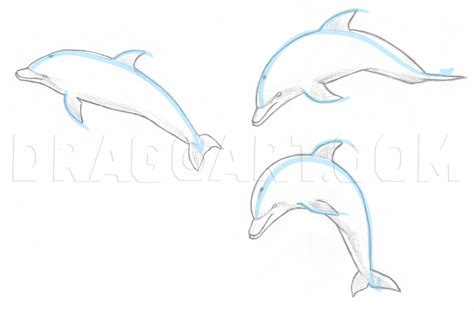 How To Draw A Dolphin Step By Step Draw Easy
