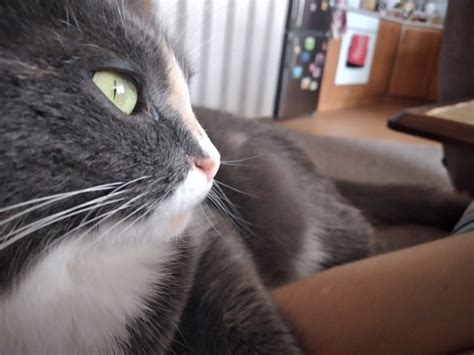 Trpíte alergií na srst kočky či psa Co je na vině a jak udržovat