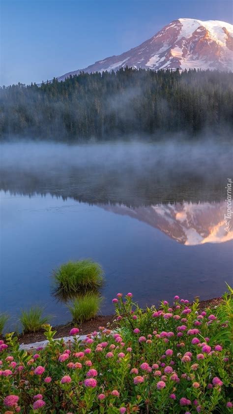 Kwiaty Nad Jeziorem Na Tle Stratowulkanu Mount Rainier Tapeta Na Telefon