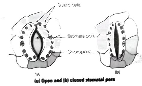 How Do The Guard Cells Regulate Opening And Closing Of Stomatal Pores
