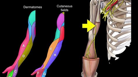 Dermatome Vs Cutaneous Nerve Dermatomes Chart And Map