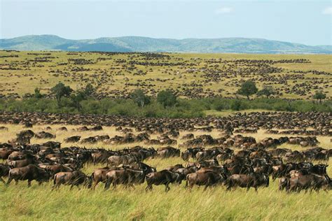 What Makes Maasai Mara National Reserve Unique Kenya Tour