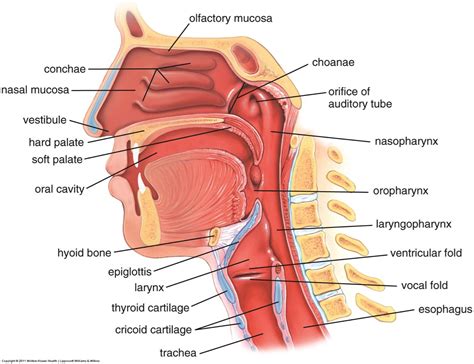Anatomy Reference Sinus Cavities Nasal Cavity Cavities