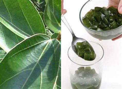 Inilah Apa Manfaat Cincau Buat Kesehatan Khasiat Manfaat 2022