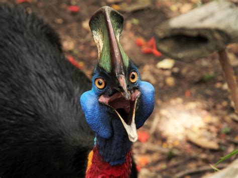Cassowary The Flightless Birds Taman Safari Bali