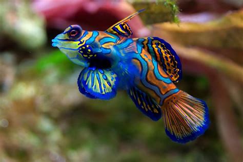 Best Saltwater Fish For Beginners Fishlab