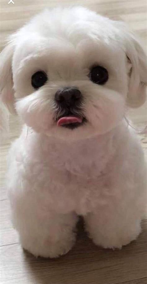 gj on Twitter RT dkrldo0 헐 강아디