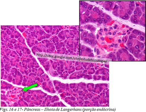 Glândulas Endócrinas HISTOLOGIA