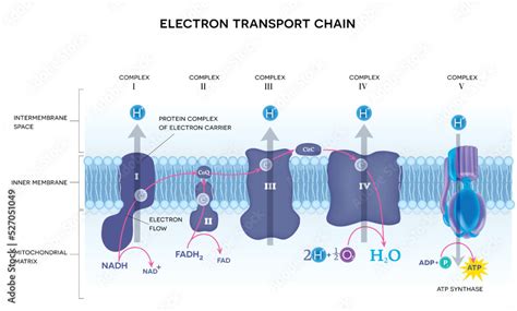 An Electron Transport Chain Oxidative Phosphorylation The Final Stage