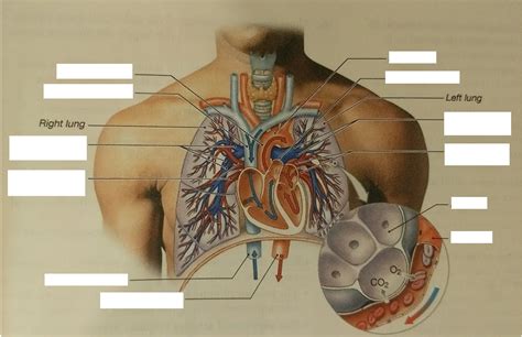 Pulmonary Circuit Diagram Quizlet