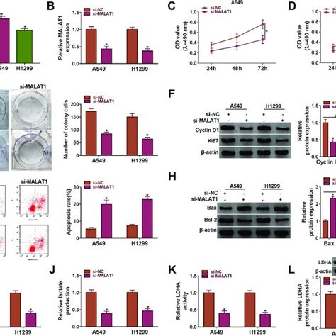 MALAT1 Knockdown Inhibited Cell Proliferation Colony Formation And