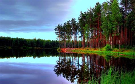 Bosque tranquilo LAGO DEL BOSQUE Naturaleza Lagos Arte HD árboles