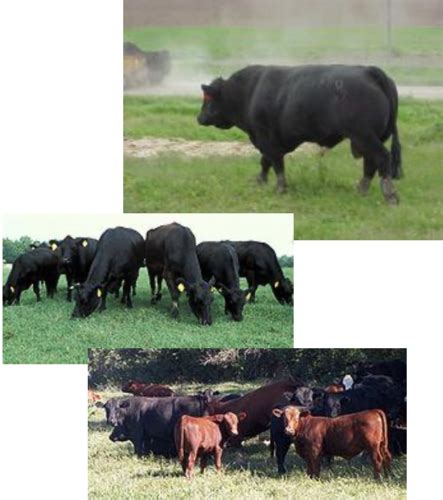 Beef Cattle Breeds Flashcards Quizlet