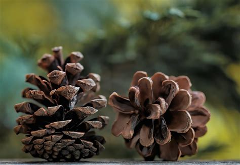 How To Plant A Pine Tree From Seed THE ENVIRONMENTOR