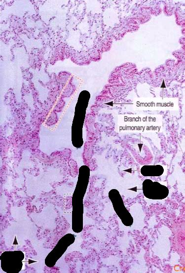 Lung Histology Diagram Quizlet
