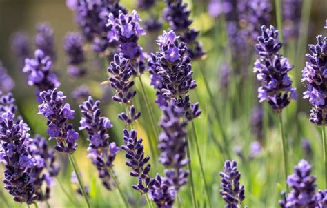 Los 12 tipos de LAVANDA Nombres Fotos y Características