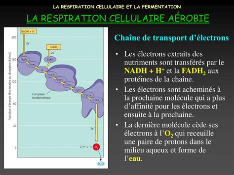 PPT LA RESPIRATION CELLULAIRE ET LA FERMENTATION PowerPoint