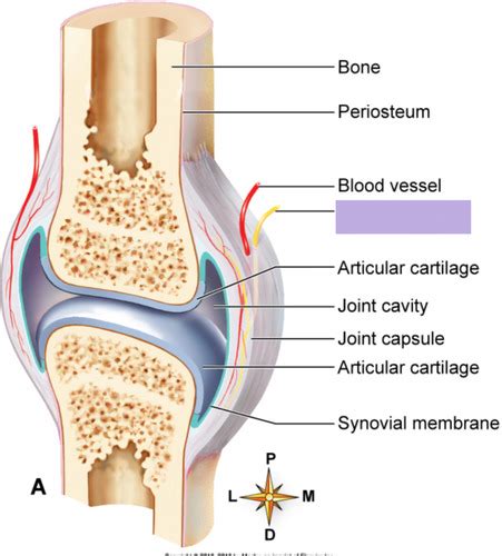 Synovial Joint Diagram Flashcards Quizlet