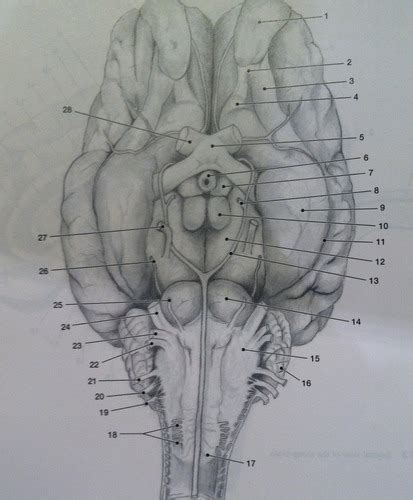 Sheep Brain Ventral View Diagram Quizlet