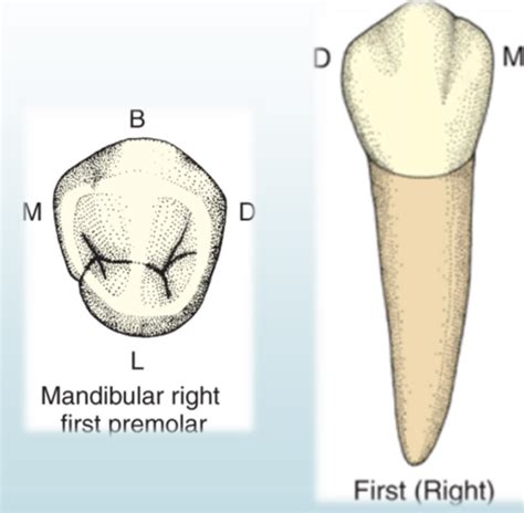 W7 Mandibular Pre Molars Flashcards Quizlet