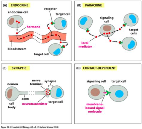 Cell Bio Ch Cell Signaling Flashcards Quizlet