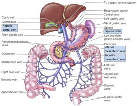 Zero To Finals Gastroenterology Flashcards Quizlet