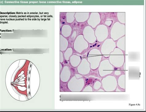 Connective Tissue Chapter Diagram Quizlet
