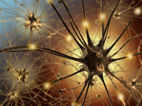 The Neuron External Structure And Classification Interactive