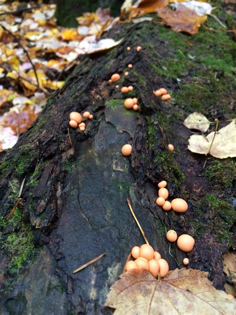 Lycogala Lycogale Laurentides Quebec Chantal Gauthier Flickr