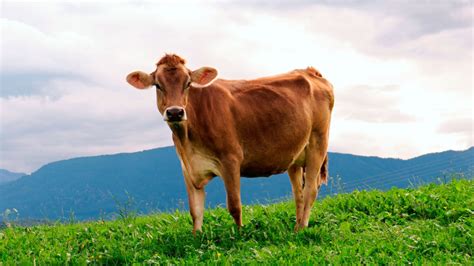 Cuántos litros de leche da una vaca Que Visitar en España
