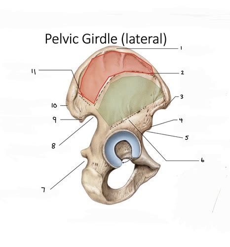 Pelvic Girdle Osteology Flashcards Quizlet