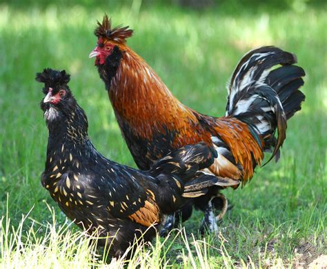 Top 11 Most Expensive Chickens In The World With Price Table