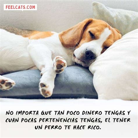 Frases De Perros Top Con Im Genes Y Fotos Feelcats
