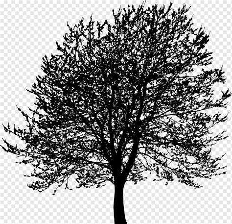 Tree Branches Silhouette Png Pngwing