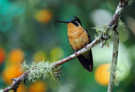 Colibrí Ventricastaño castaneoventris eBird