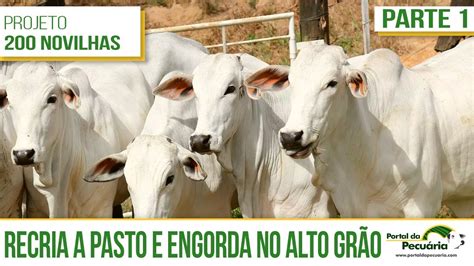 Projeto 200 novilhas recria a pasto engorda no alto grão Parte 1