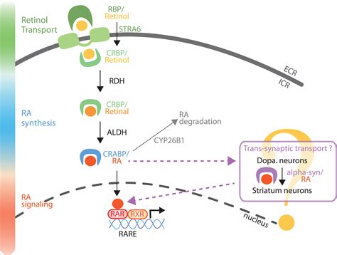 M03 Biochemistry M03 10 01 Vitamin A
