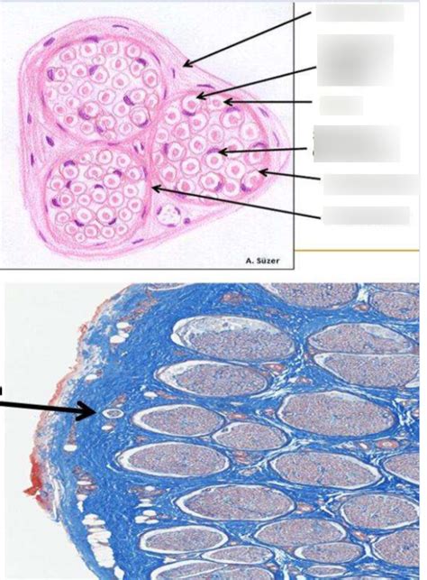 Peripheral Nerve Diagram Quizlet