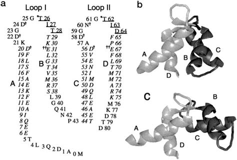 Amino Acid Sequence And Secondary Structure A And Threedimensional Download Scientific