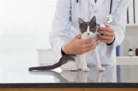 Por qué mi gato tiene arcadas 4 pasos