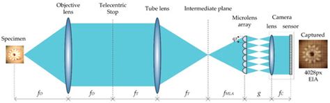 sensors free full text depth estimation for integral imaging microscopy using a 3d 2d cnn