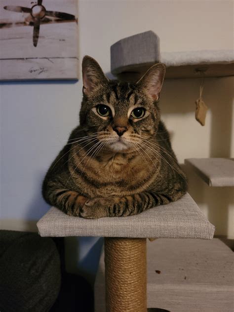 Best R Catpictures Images On Pholder Nutmeg Chipmunk Hunting