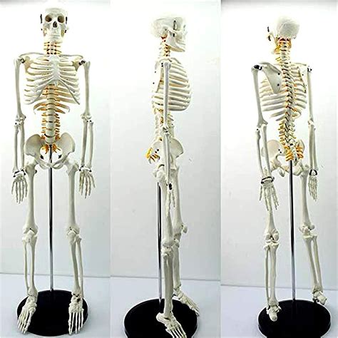 REXGEL Modelo anatómico Modelo anatómico Modelo de Montaje Anatomía El